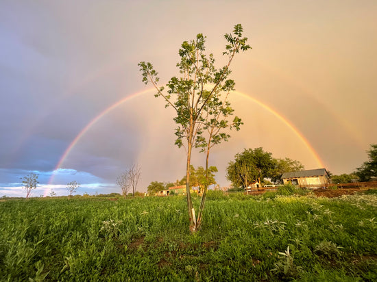 The Power of Pecans – Cosmic Pecans
